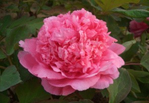 Da Hu Hong | Gansu Paeoniarockii Nursery