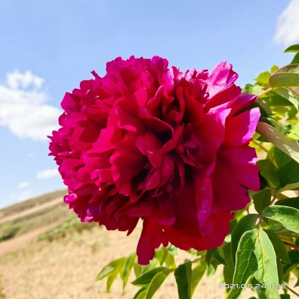 Hai Hua Kui | Gansu Paeoniarockii Nursery
