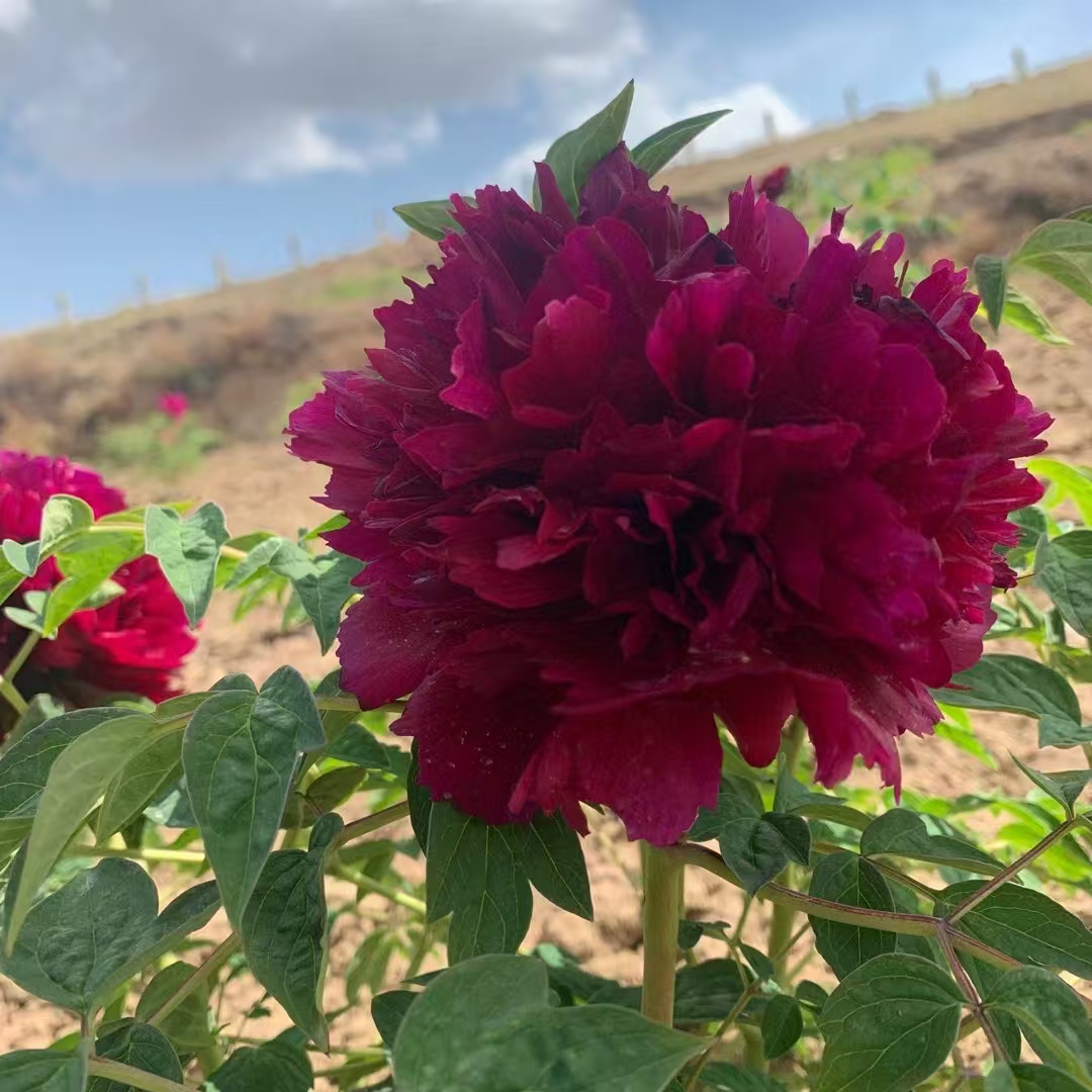 Hei Tian E Rockii Tree Peony | Guose Tree Peony Nursery