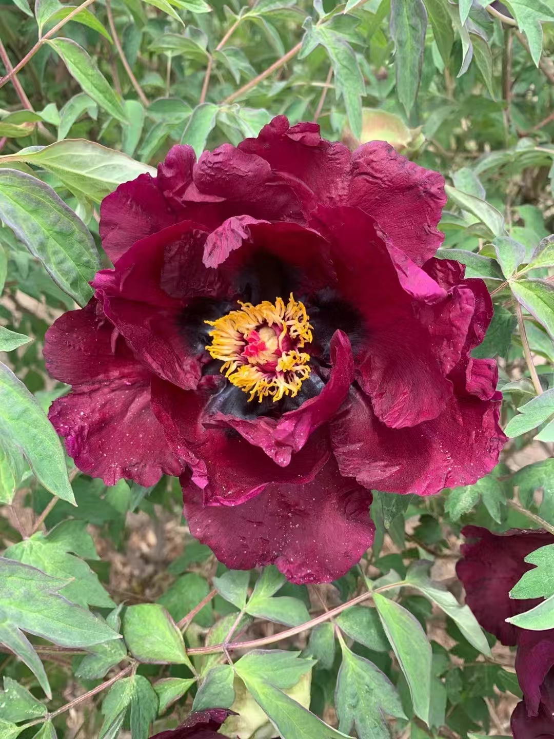Four steps for planting tree peony with high survival rate