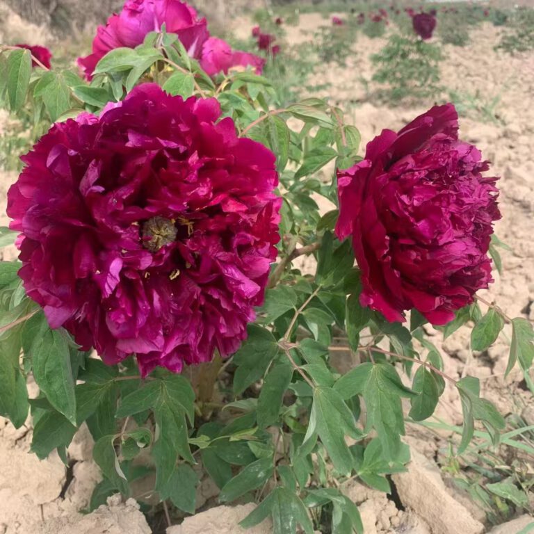 Hai Hua Kui | Gansu Paeoniarockii Nursery