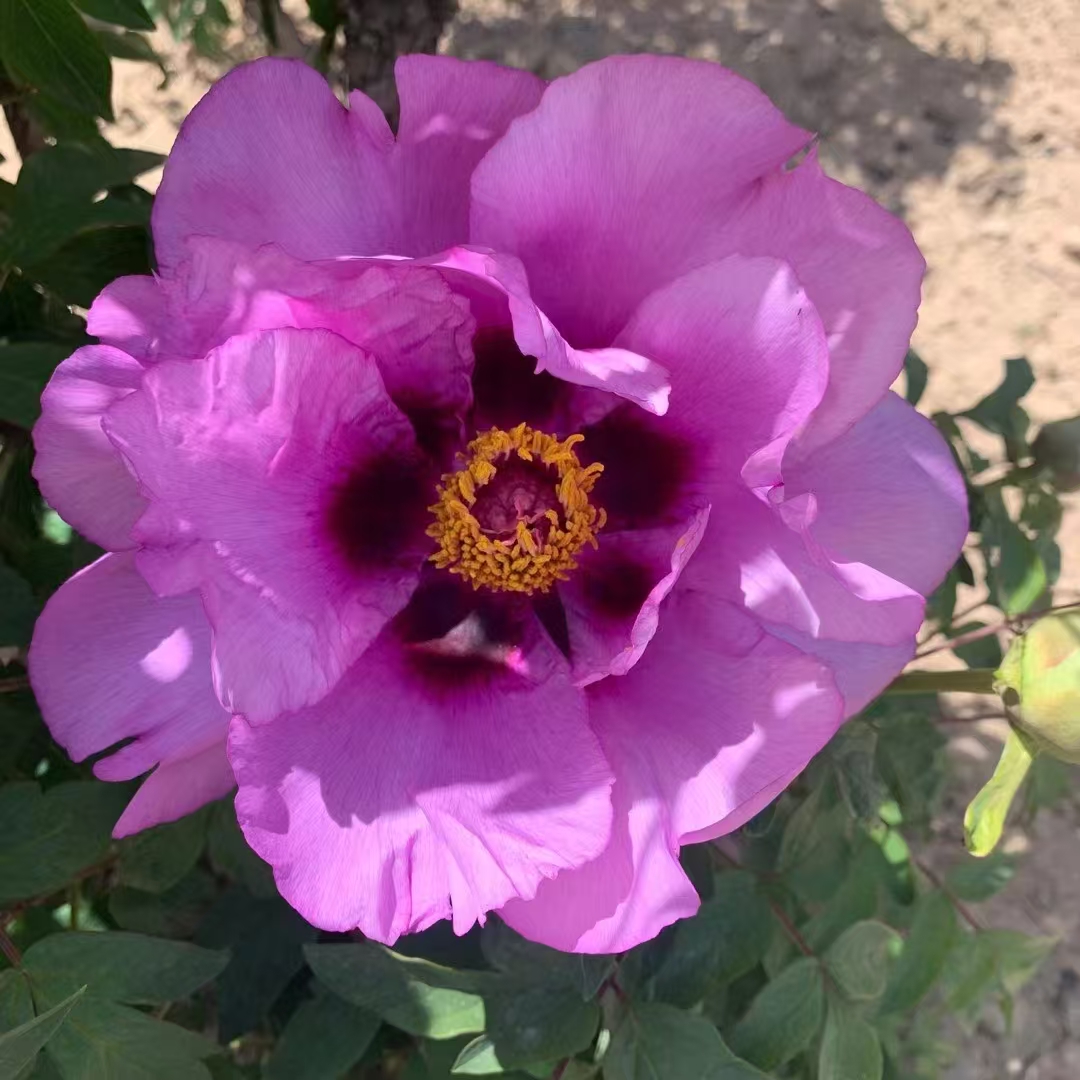Lan Xiu Qiu | Gansu Paeoniarockii Nursery