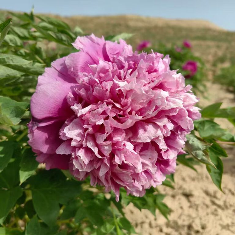 Cai Hui | Gansu Paeoniarockii Nursery