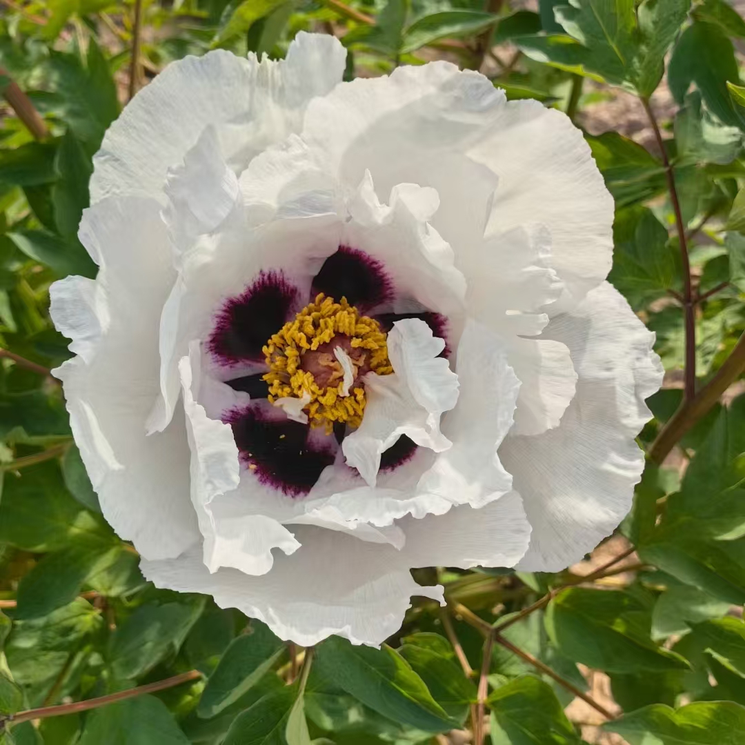 Tian Shan Xue Lian | Gansu Paeoniarockii Nursery