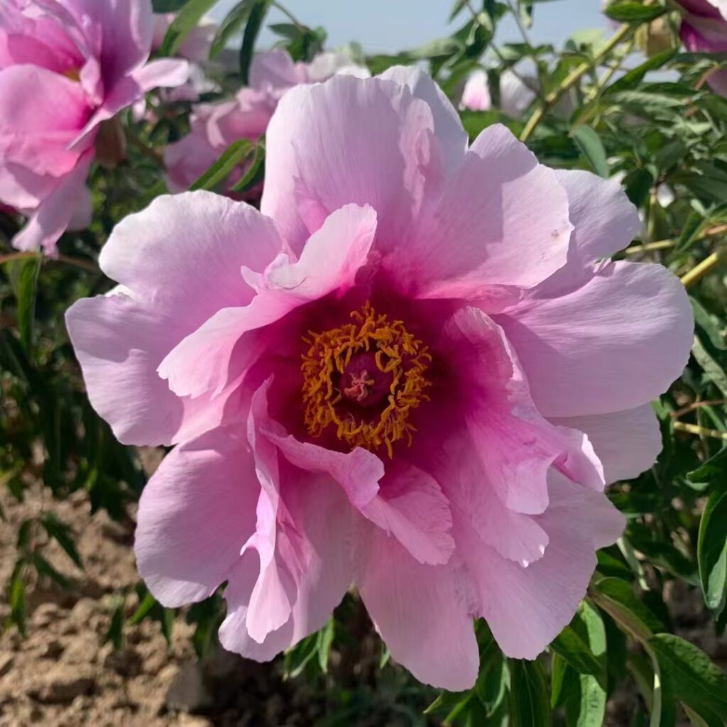 Hui He Rockii Tree Peony | Gansu Paeonia Rockii Nursery