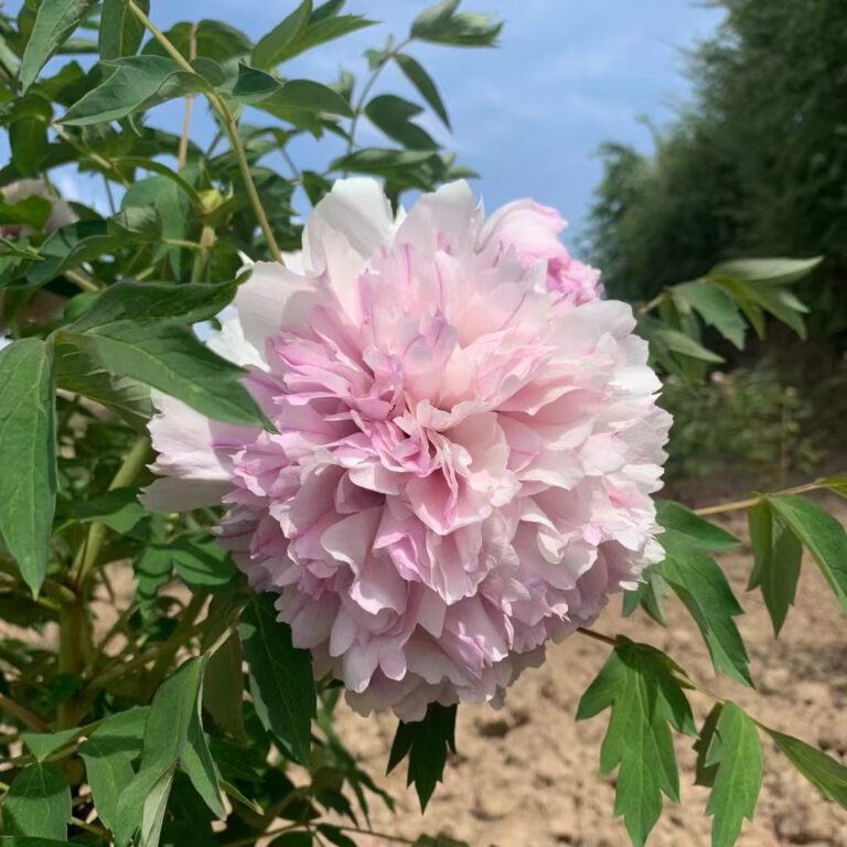 Hong Xian Nv | Gansu Paeoniarockii Nursery