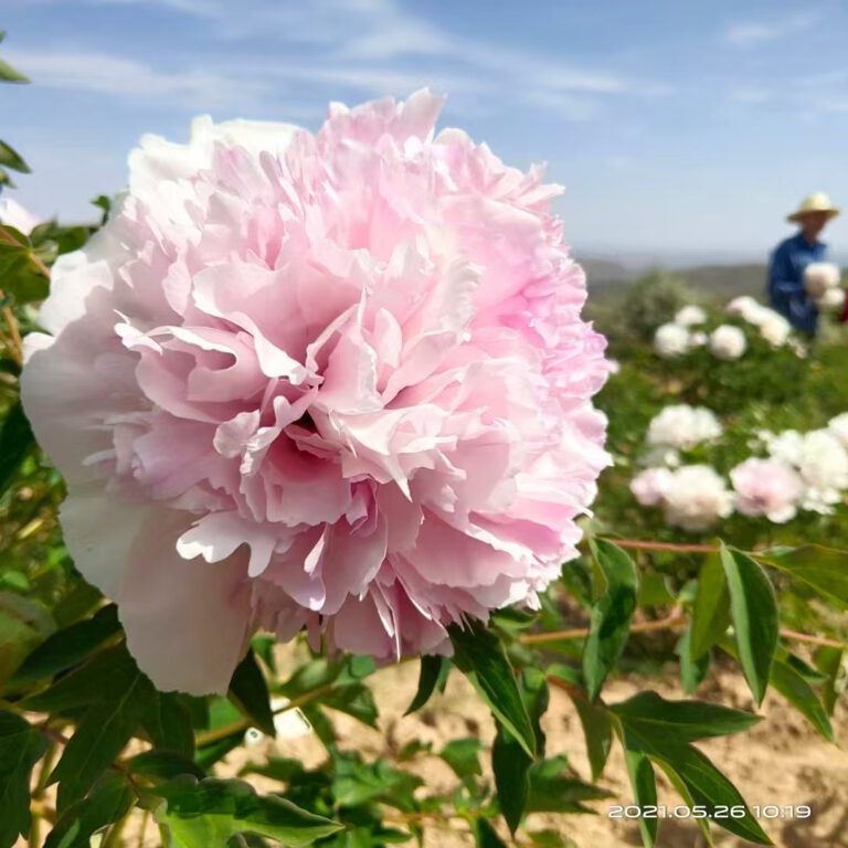 Fen Lou Cha Cui | Gansu Paeoniarockii Nursery