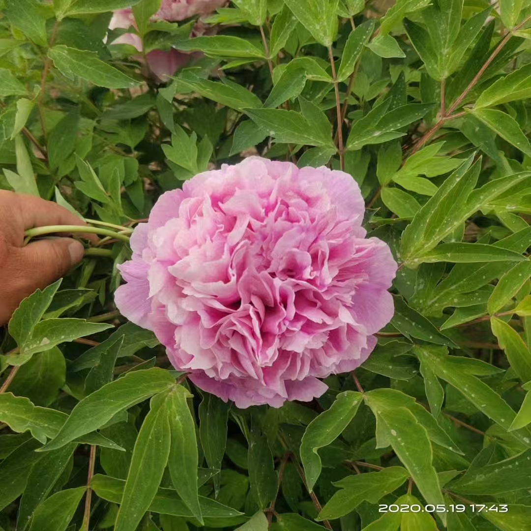Tao Hong Xiu Qiu Rockii Tree Peony | Gansu Paeonia Rockii Nursery
