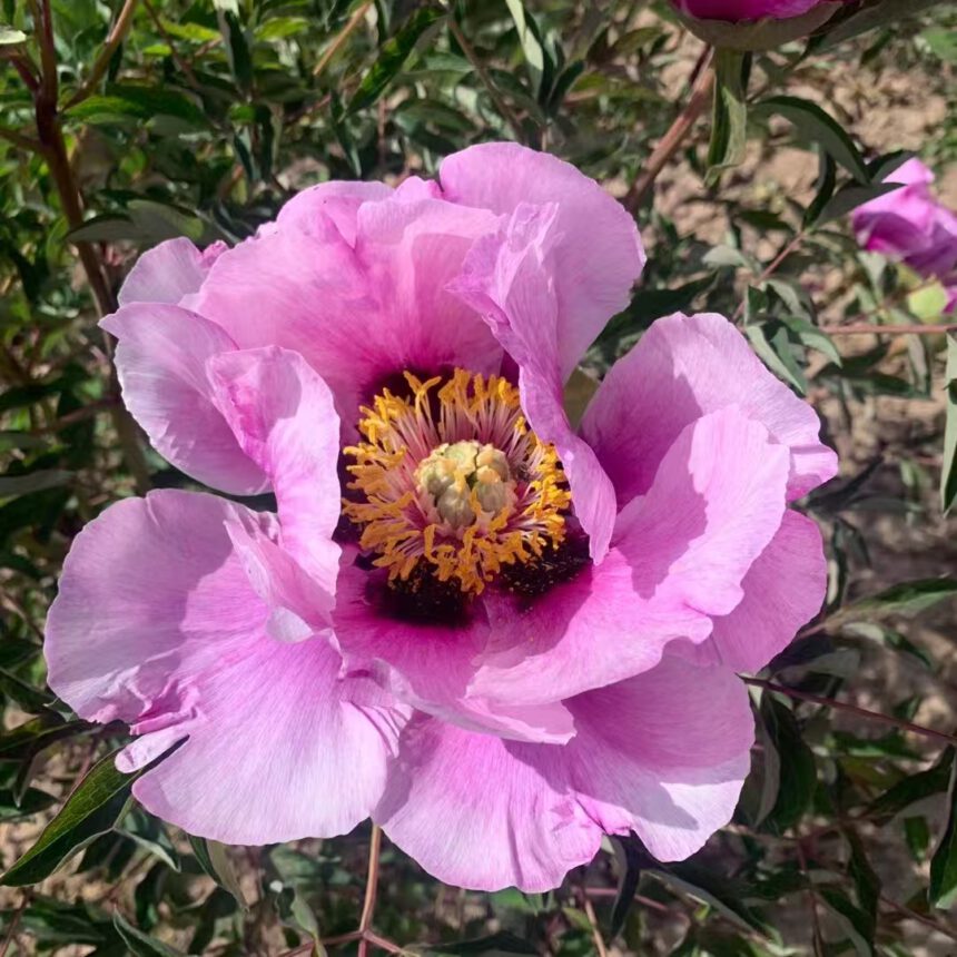 Hui He | Gansu Paeonia Rockii Nursery