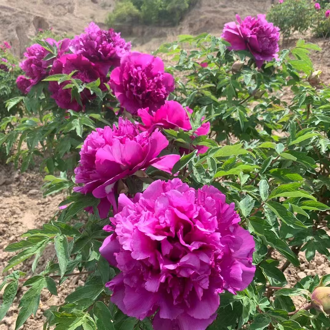 Mei Gui Xiang Rockii Tree Peony | Guose Tree Peony Nursery