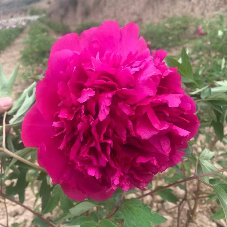 Dan Ding He | Gansu Paeoniarockii Nursery