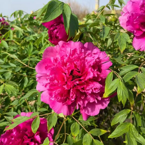 He Ping Hong | Gansu Paeoniarockii Nursery