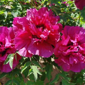 Rou Fu Rong | Gansu Paeoniarockii Nursery