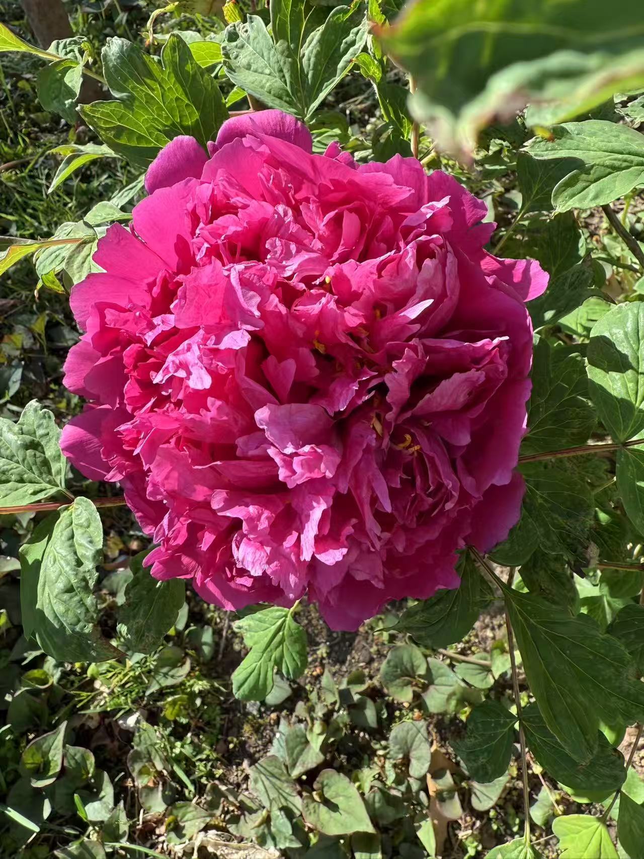 How to manage chinese tree peonies after they bloom