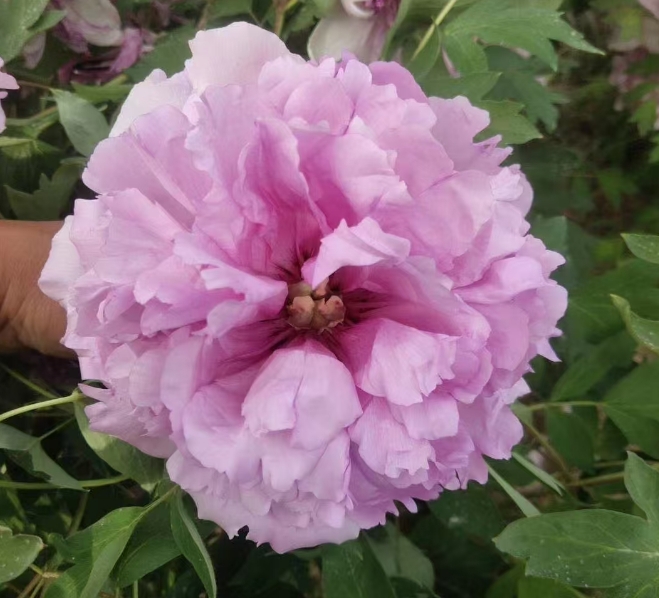 Fen Lou Cha Cui Rockii Tree Peony | GuoseTreePeony