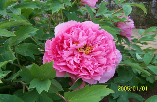 Rou Fu Rong Tree Peony | Guose Tree Peony Nursery