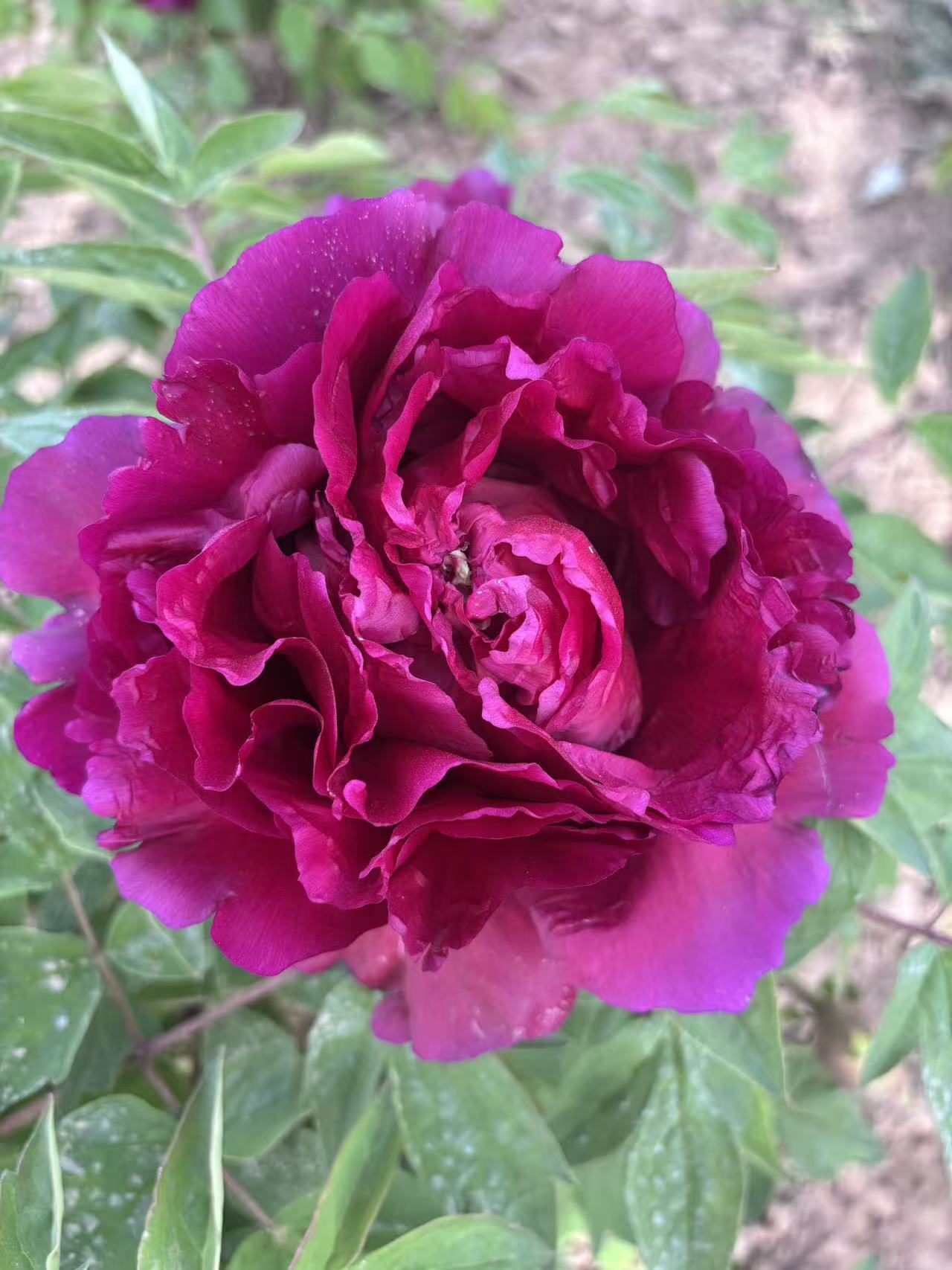 Lan Tian Meng Rockii Tree Peony | Gansu Paeonia Rockii Nursery