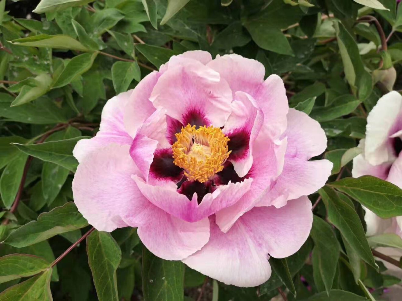 Paeonia Rockii: The most common types of tree peony flowers