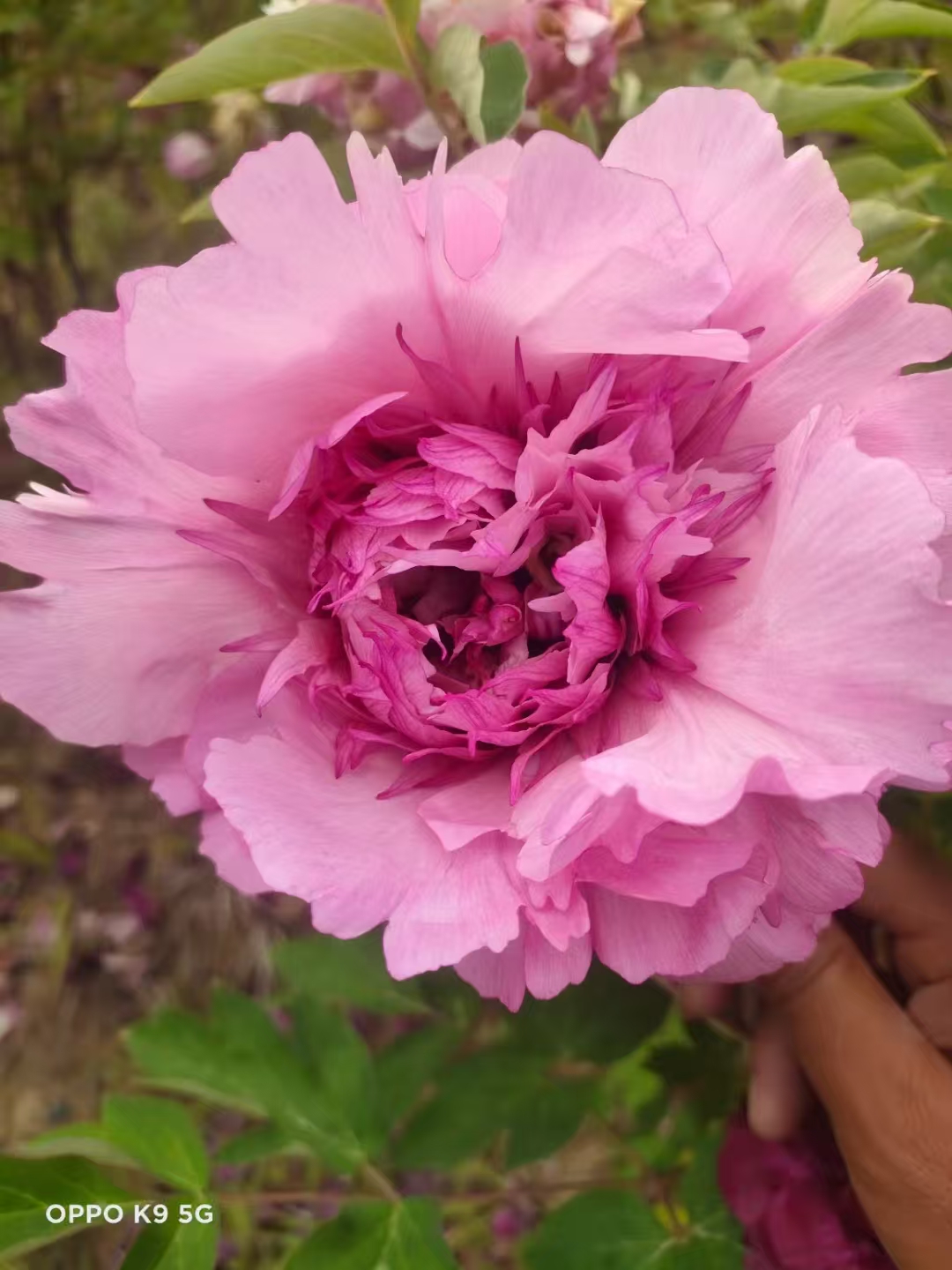 Tai Ping Sheng Shi | Gansu Paeoniarockii Nursery