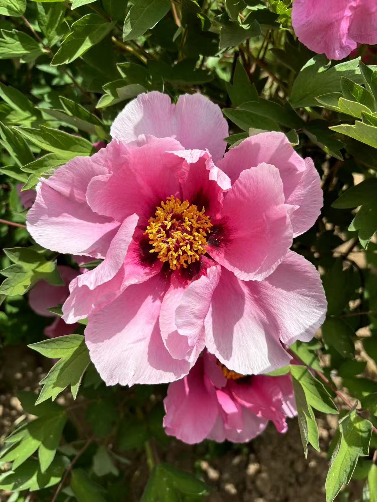 Jiao Yan | Gansu Paeoniarockii Nursery