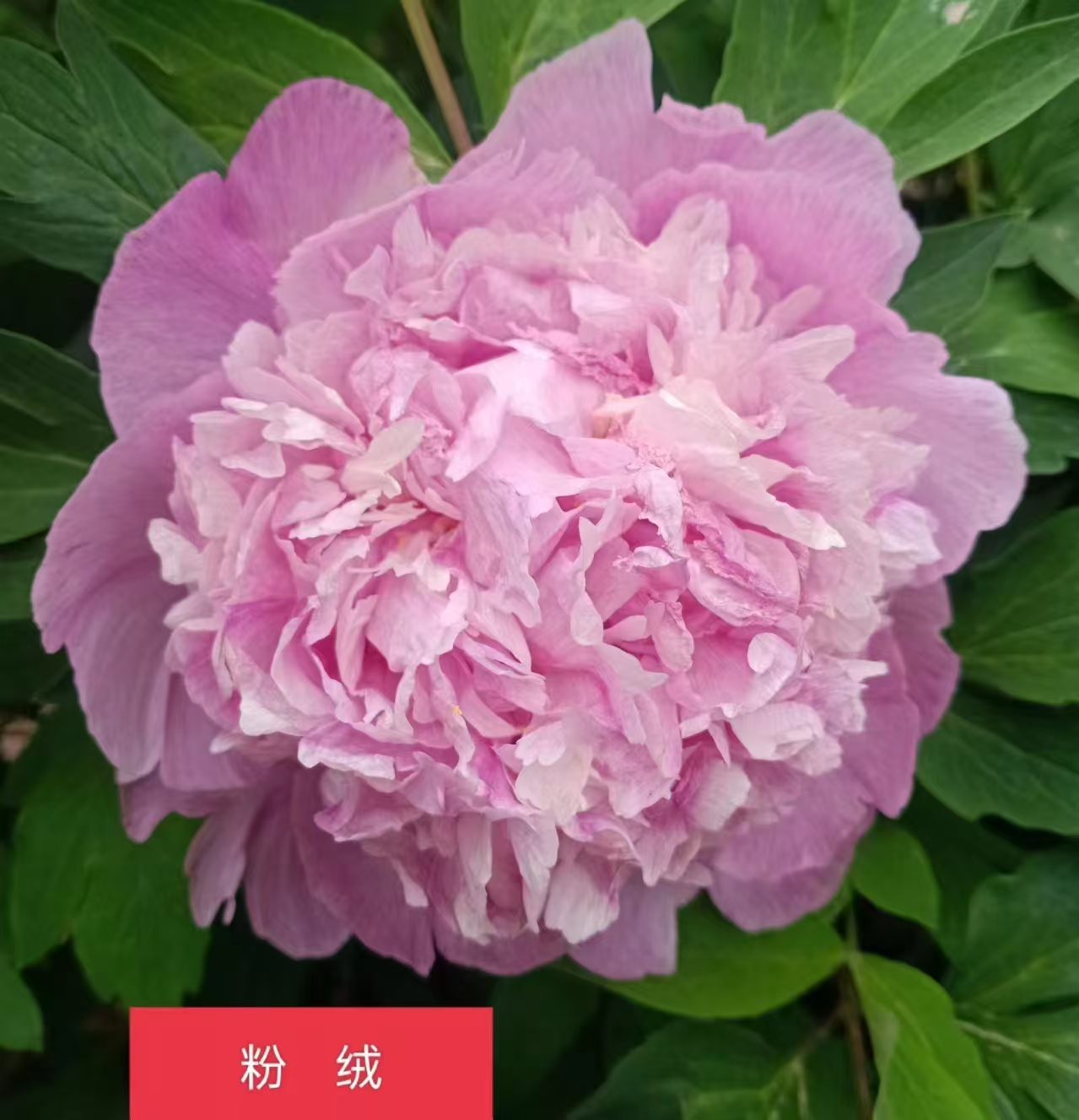 Fen Rong Rockii Tree Peony | Gansu Paeonia Rockii Nursery