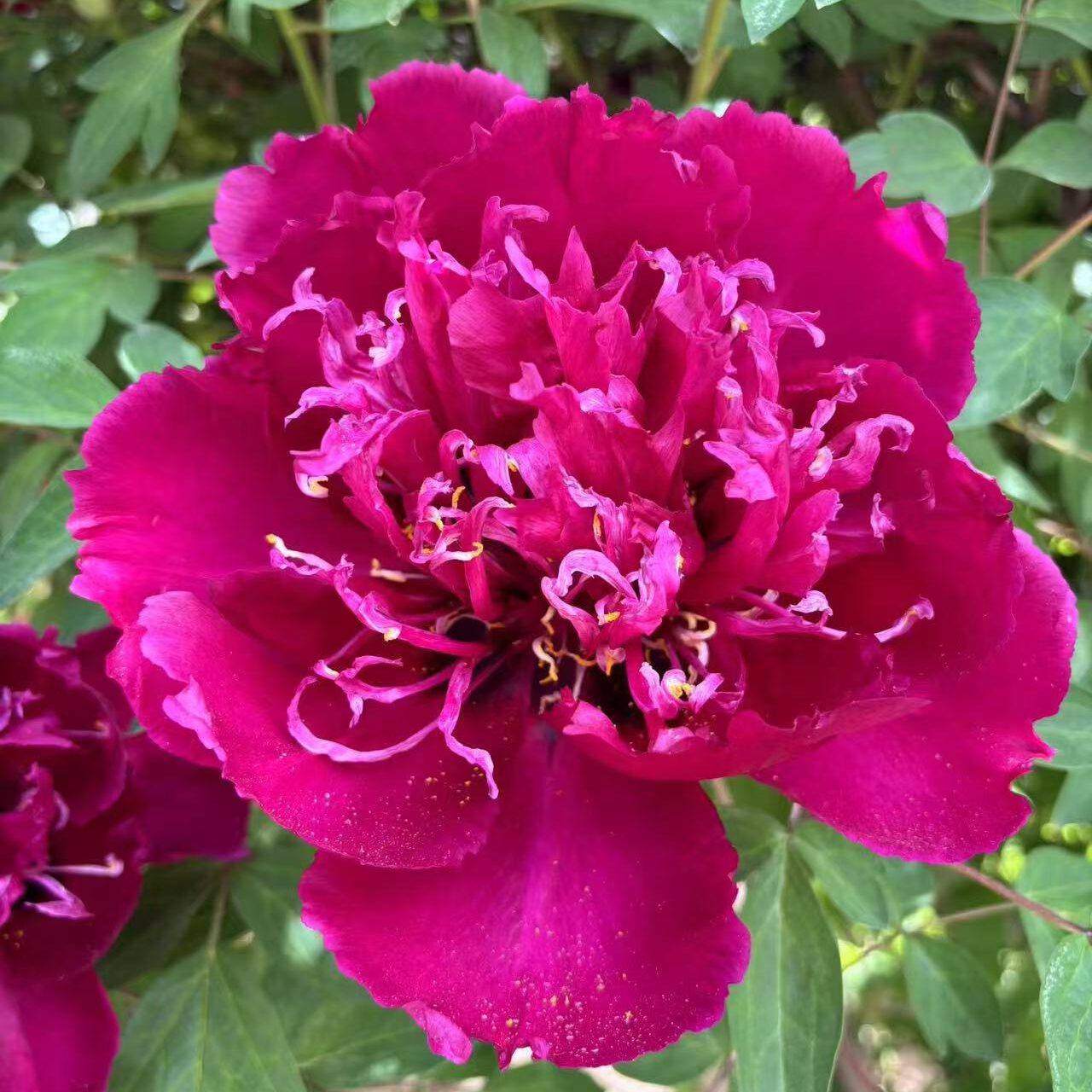 Zi Guan Yu Chi Rockii Tree Peony | Gansu Paeonia Rockii Nursery