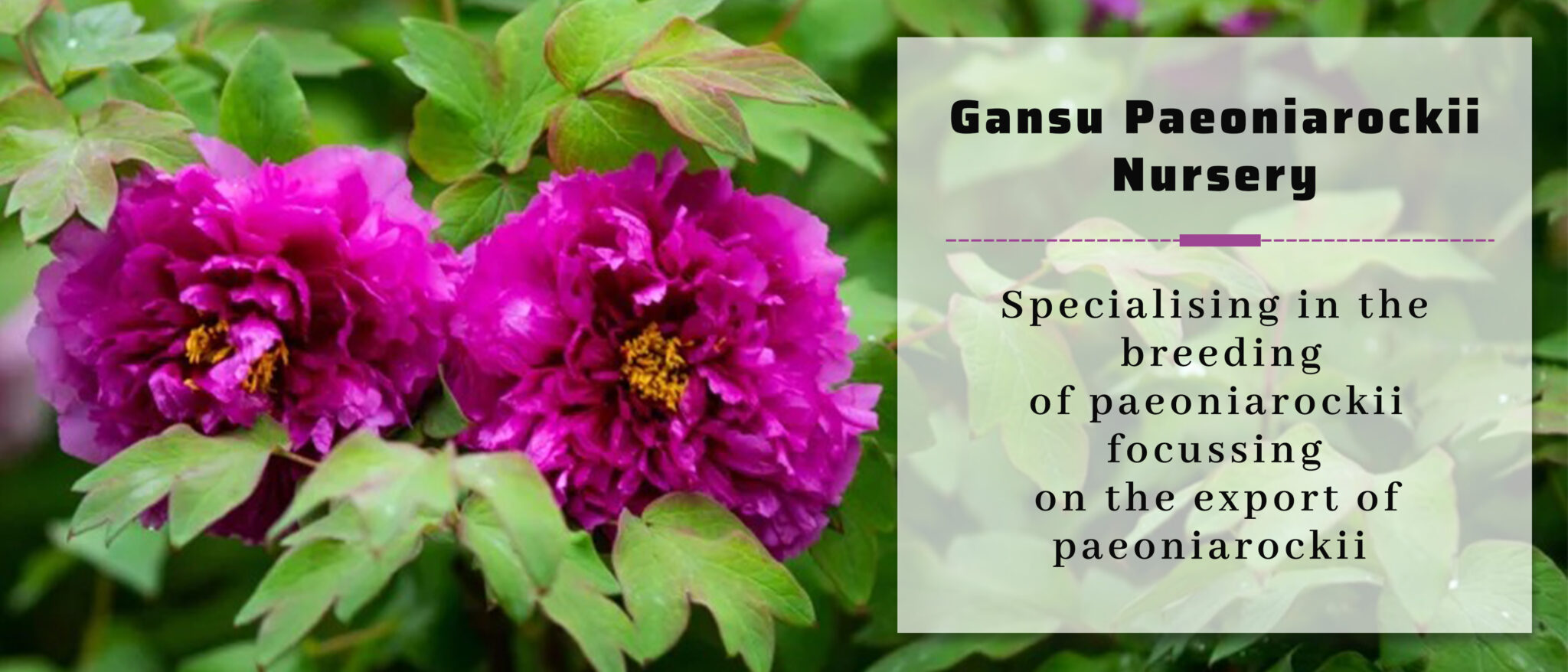 Fen Lou Cha Cui Rockii Tree Peony | GuoseTreePeony