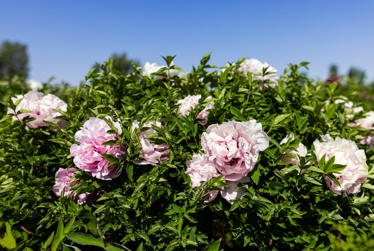 Tao Hong Xiu Qiu Rockii Tree Peony | Gansu Paeonia Rockii Nursery