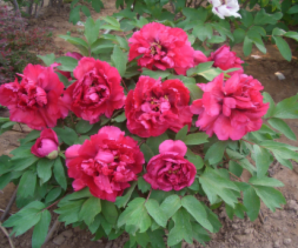 Dan Ding He Tree Peony | Gansu Paeonia Rockii Nursery