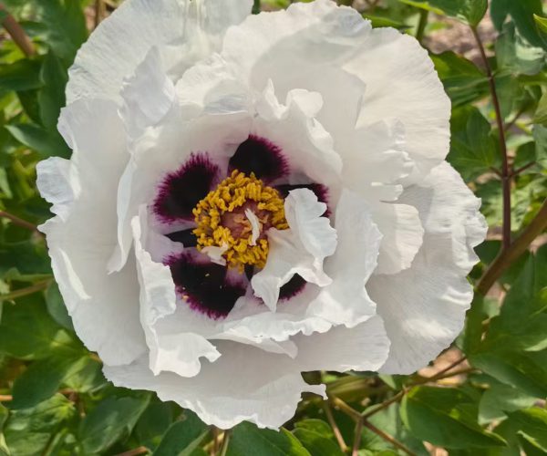Tian Shan Xue Lian Rockii Tree Peony | Gansu Paeonia Rockii Nursery
