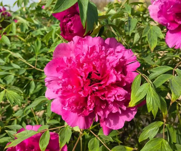 He Ping Hong Rockii Tree Peony | Gansu Paeonia Rockii Nursery