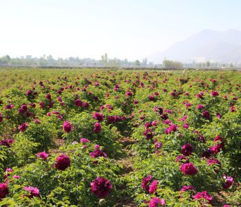 Bao Lian Deng Rockii Tree Peony | Guose Tree Peony Nursery