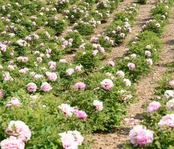 Bao Lian Deng Rockii Tree Peony | Guose Tree Peony Nursery